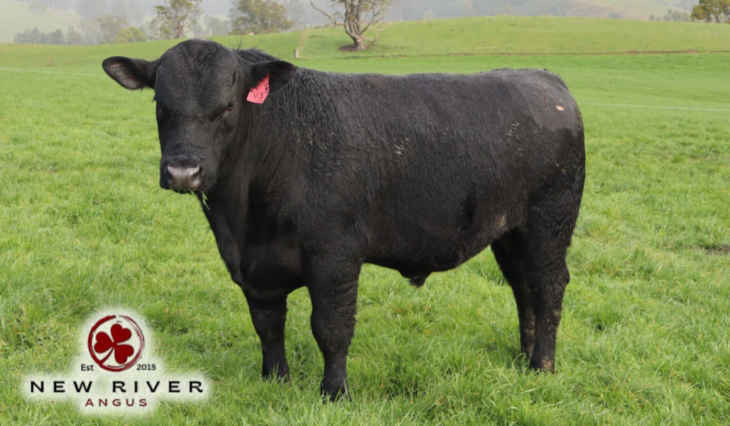 Lot 3 - NEW RIVER ANGUS RUSTY TGZ24V3 | AuctionsPlus