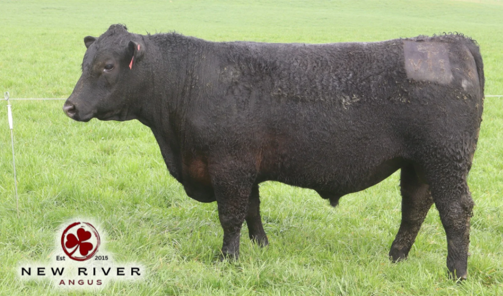 Lot 5 - NEW RIVER ANGUS RUSTY TGZ24V11 | AuctionsPlus
