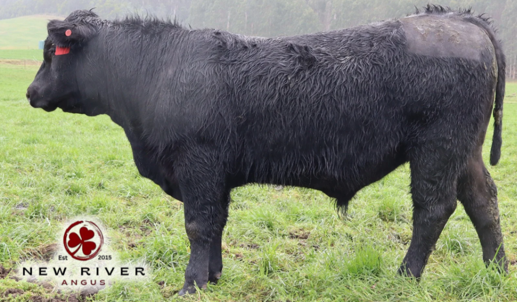 Lot 6 - NEW RIVER ANGUS SHOGUN TGZ24V12 | AuctionsPlus
