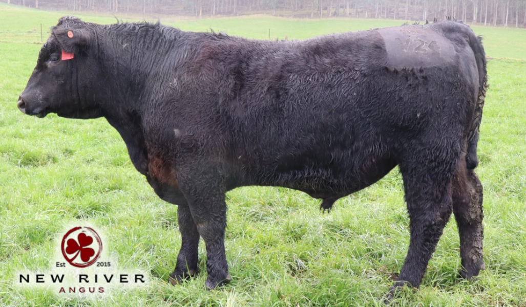 Lot 7 - NEW RIVER ANGUS NEW GROUND TGZ24V24 | AuctionsPlus