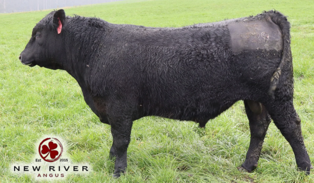 Lot 8 - NEW RIVER ANGUS RUSTY TGZ24V29 | AuctionsPlus