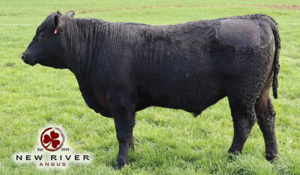 Lot 9 - NEW RIVER ANGUS PRIME MINISTER TGZ24V33 | AuctionsPlus