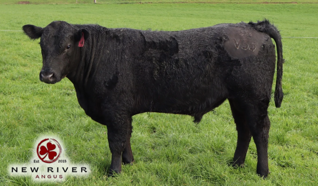 Lot 10 - NEW RIVER ANGUS NEW GROUND TGZ24V35 | AuctionsPlus