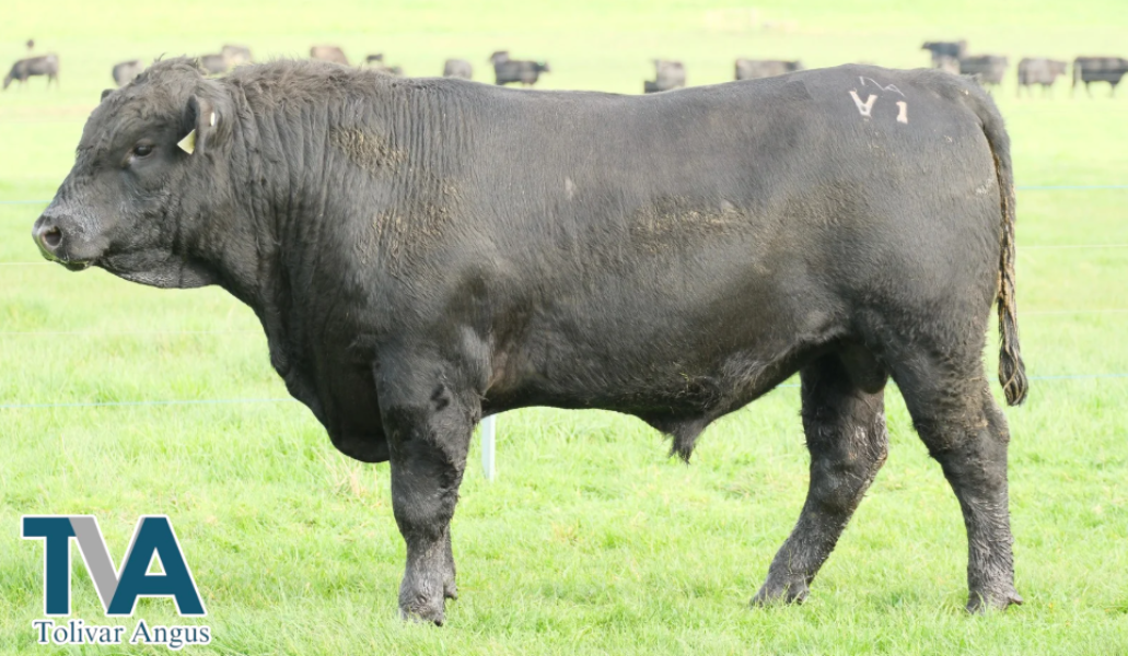 Lot 13 - TOLIVAR SPECIAL V1 | AuctionsPlus