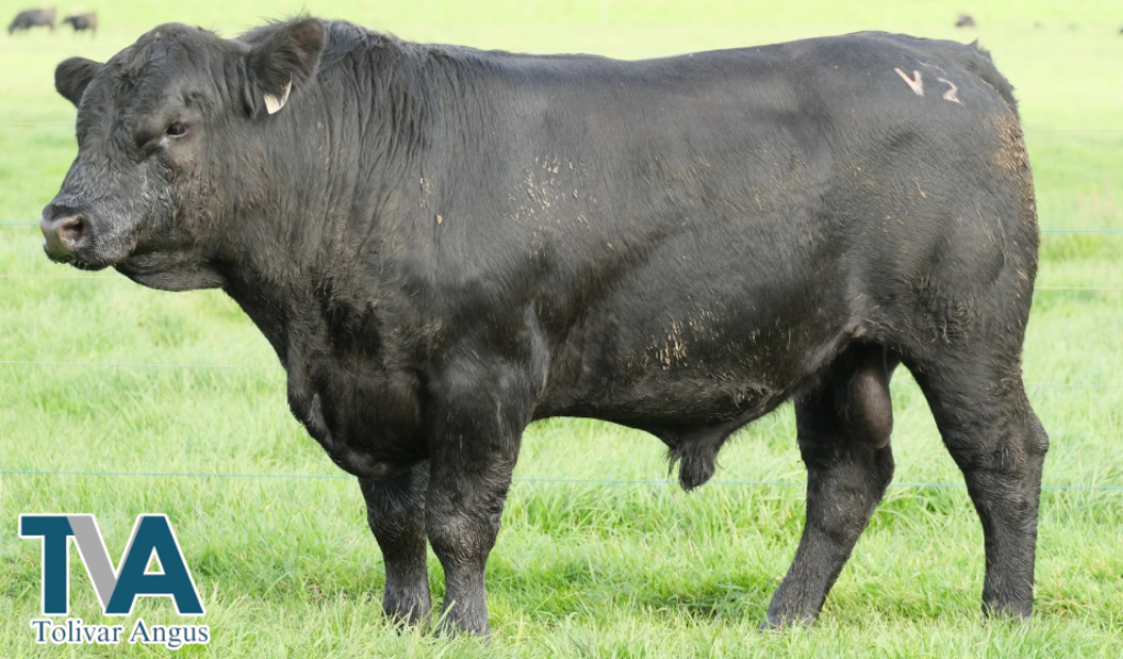 Lot 19 - TOLIVAR SPECIAL V2 | AuctionsPlus
