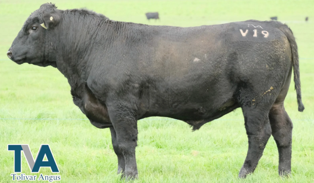 Lot 22 - TOLIVAR SPECIAL V19 | AuctionsPlus