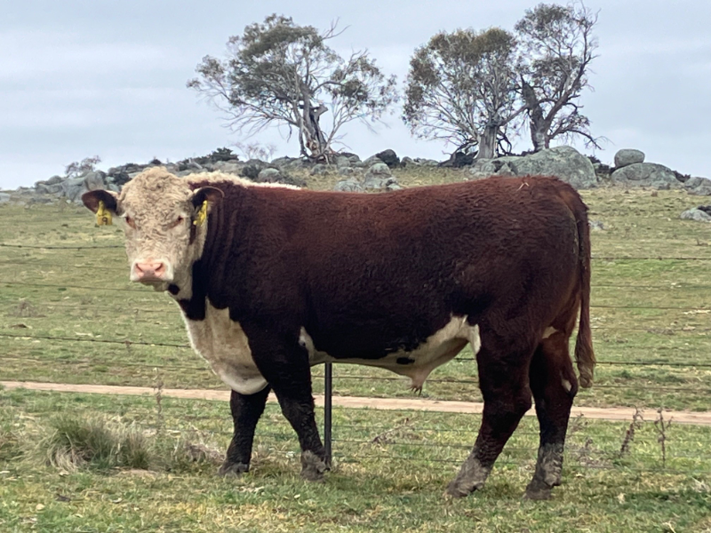 Lot 9 - BENDOC PARK UPFRONT U16 (AI) (PP) | AuctionsPlus
