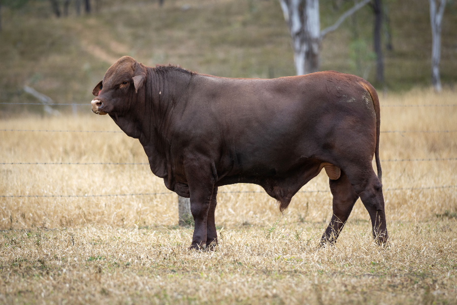 Lot 33 - BYAC Villain (P) | AuctionsPlus