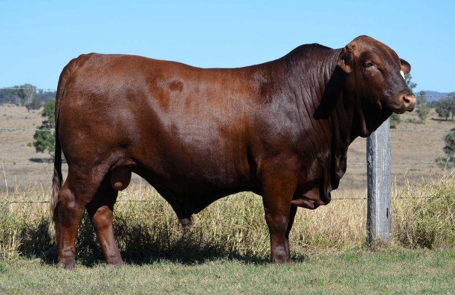 Lot 39 - Redline Valiente 24/729 | AuctionsPlus