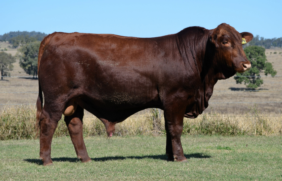 Lot 40 - Redline Vermont 24/179 (P) | AuctionsPlus