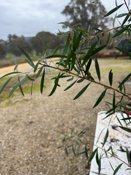 Lot 238 - 5 x Juvenile Candy Pink (Callistemon Hybrid) | AuctionsPlus
