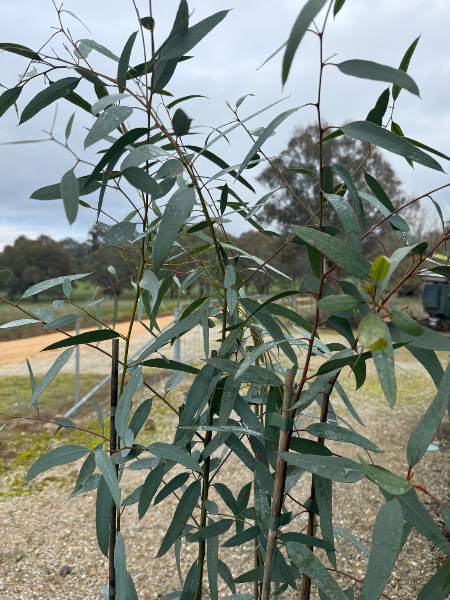 5 x Juvenile Salmon Gum (Eucalyptus Salmonphloia) | AuctionsPlus