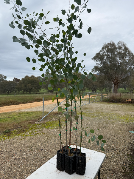Lot 362 - 5 x Juvenile Red Box (Eucalyptus Polyanthemos) | AuctionsPlus