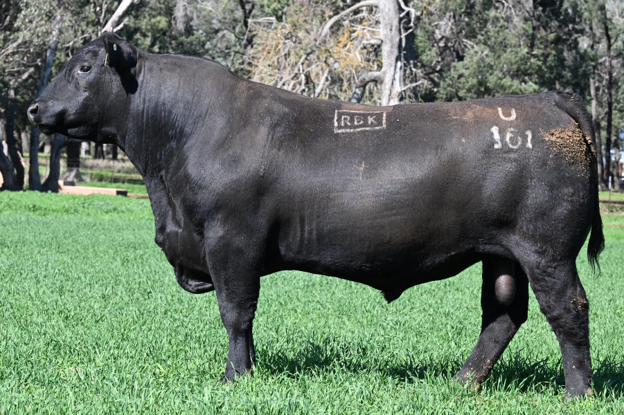 Lot 6 - REDBANK BADGER U161 | AuctionsPlus