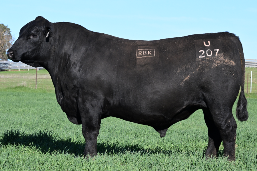 Lot 16 - REDBANK CHISUM U207 | AuctionsPlus