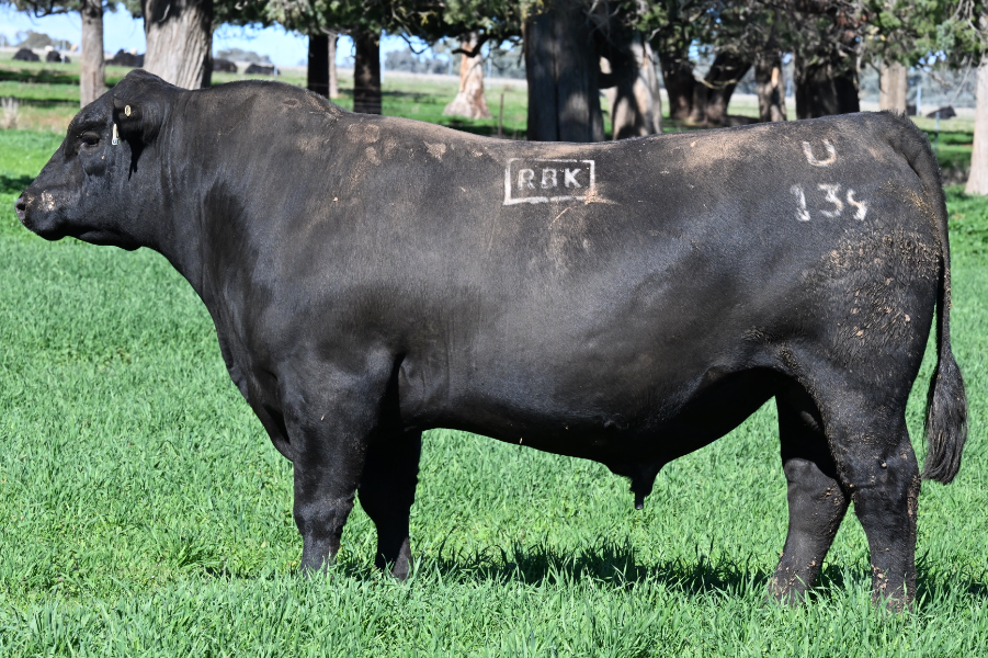 Lot 17 - REDBANK NEW GROUND U139 | AuctionsPlus