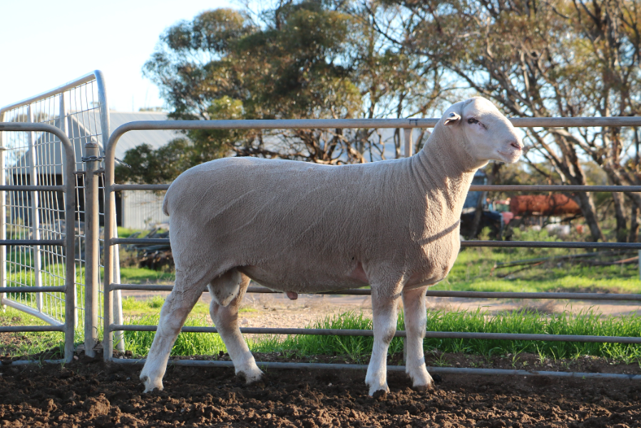 Lot 6 - REPLACEMENT LOT - Tag - 240039 | AuctionsPlus