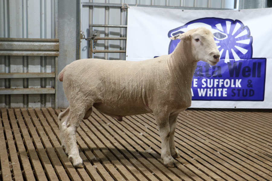 Lot 44 - REPLACEMENT LOT - Tag - 240123 | AuctionsPlus