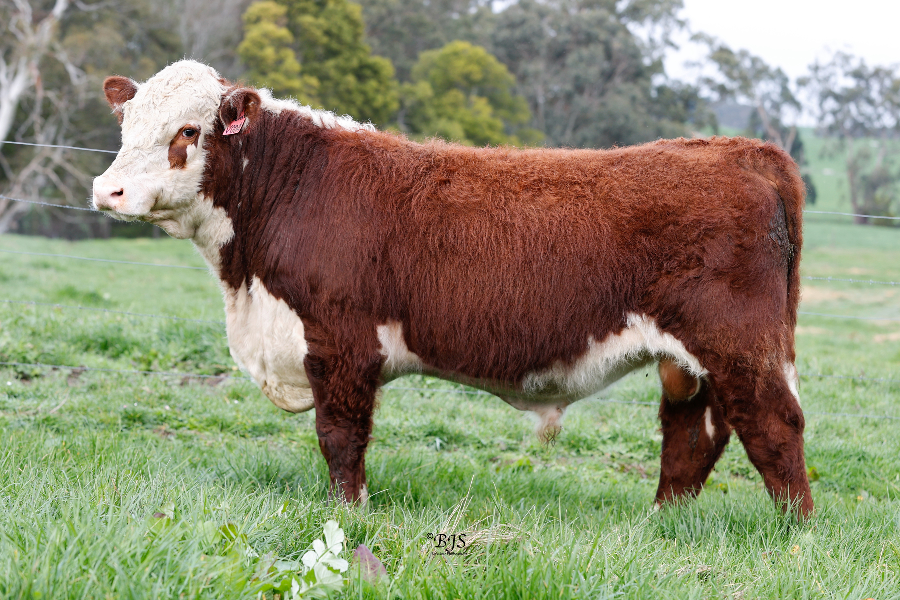 Lot 1 - TARWIN VICTOR V004 (PP) | AuctionsPlus