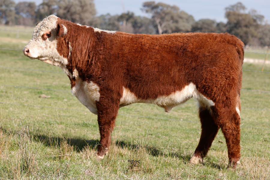 Lot 16 - WILLACK VAGABOND V735 (AI) (PP) | AuctionsPlus