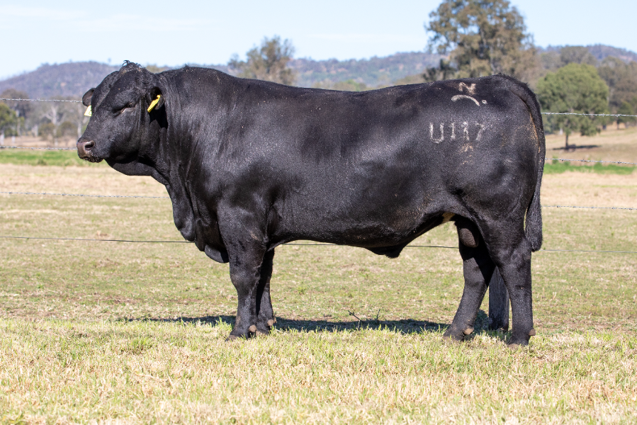 Lot 6 - NINDOOINBAH U0117 (P)(ET) | AuctionsPlus