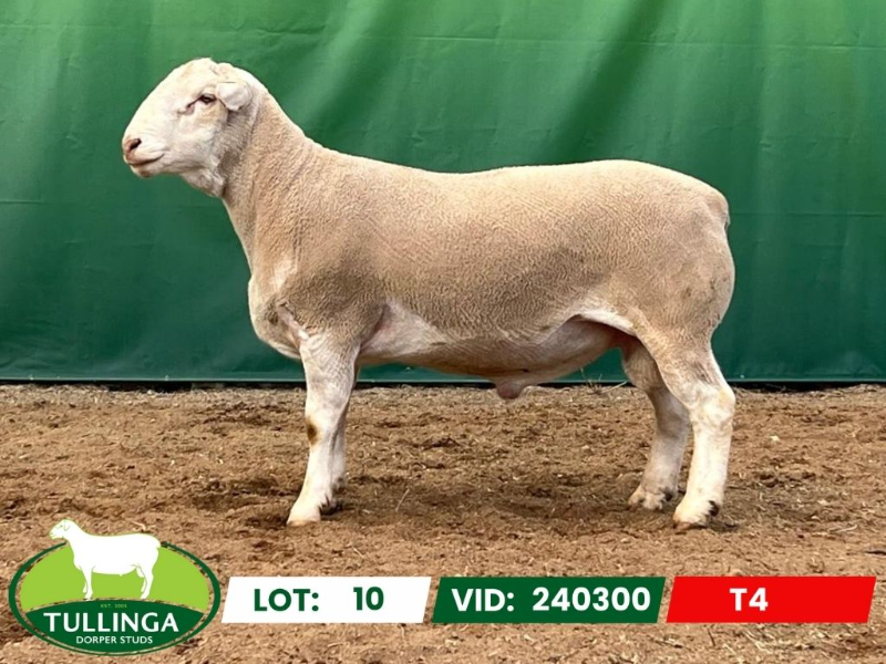 Lot 10 - Tag 240300 | AuctionsPlus