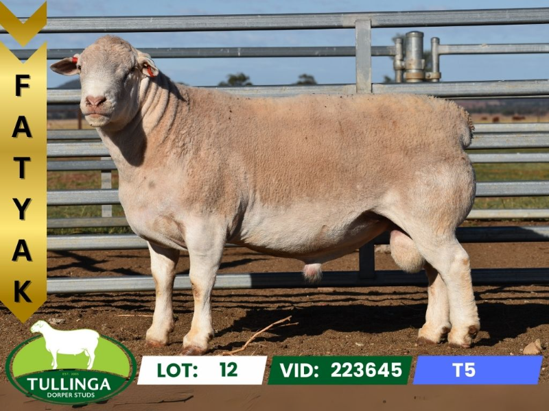 Lot 12 - Tag 223645 | AuctionsPlus
