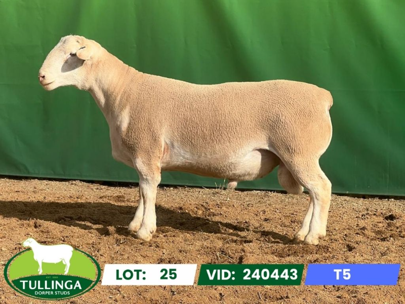 Lot 25 - Tag 240443 | AuctionsPlus