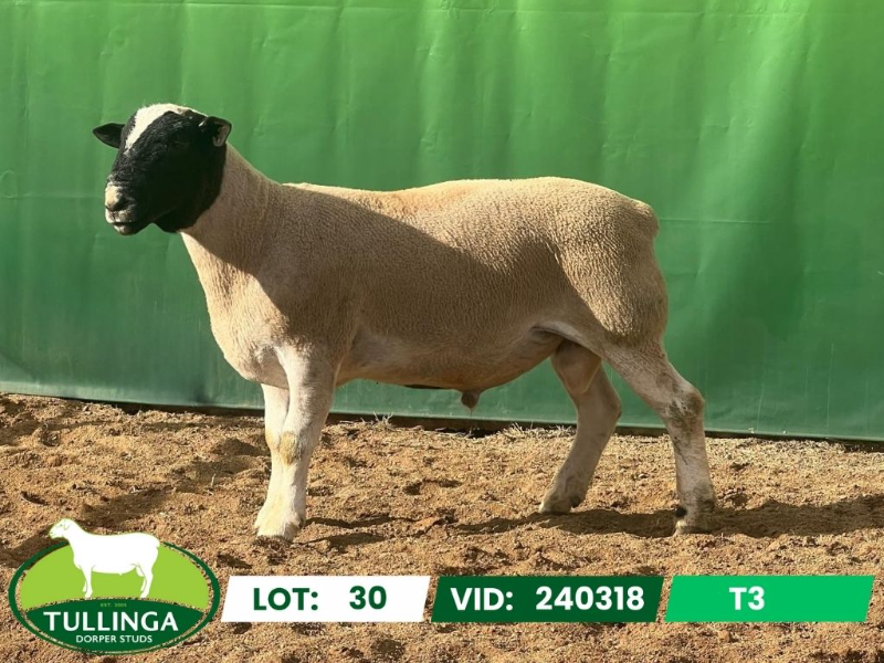 Lot 30 - Tag 240318 | AuctionsPlus