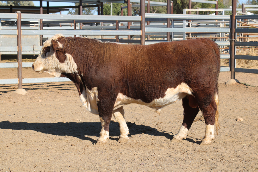 Lot 47 - LAMBERT ULTIMATE (P) | AuctionsPlus