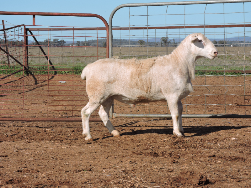 Lot 19 - Tag - 67 | AuctionsPlus