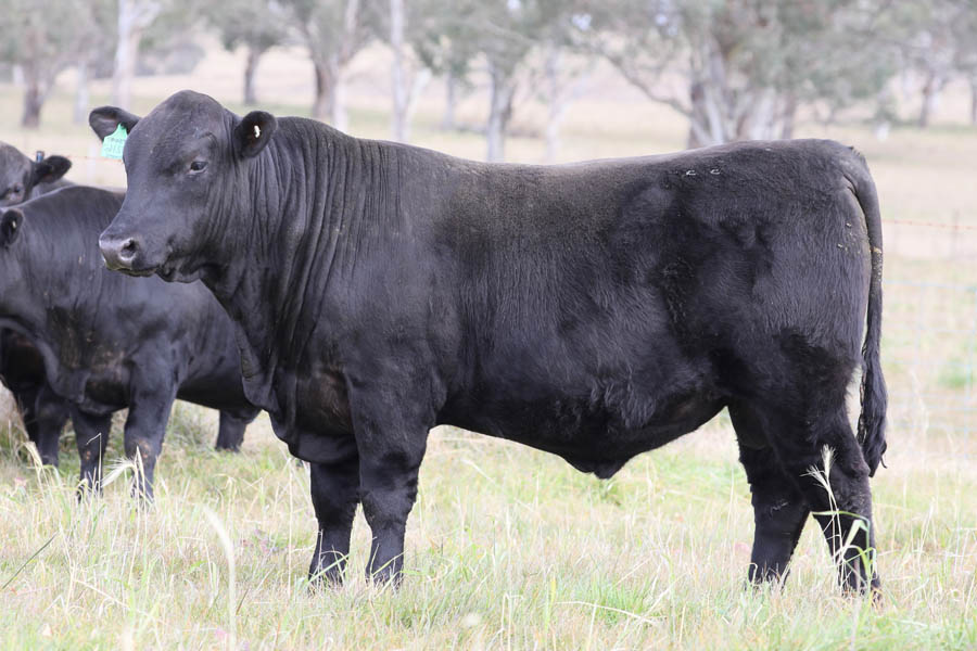 Lot 36 - BEN NEVIS VOSSY V216 | AuctionsPlus