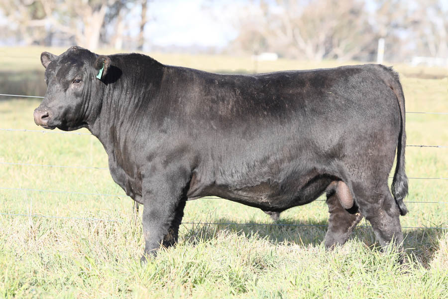 Lot 44 - BEN NEVIS VANGUARD V205 | AuctionsPlus