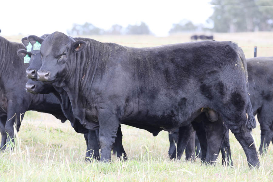 Lot 45 - BEN NEVIS VASCO V653 | AuctionsPlus