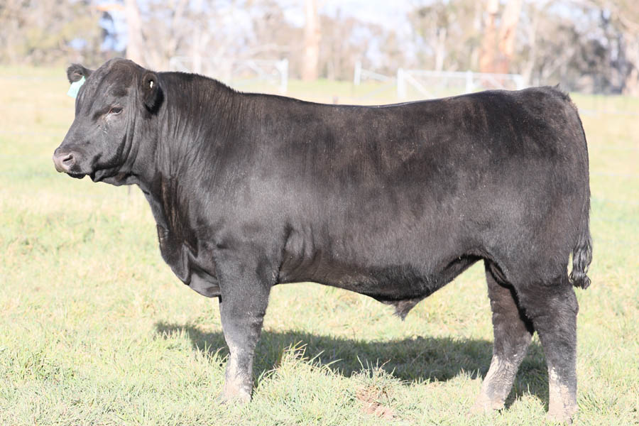 Lot 52 - BEN NEVIS VOLTAN V320 | AuctionsPlus