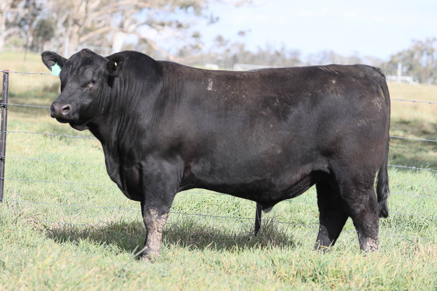 Lot 71 - BEN NEVIS RAMBO V30 | AuctionsPlus