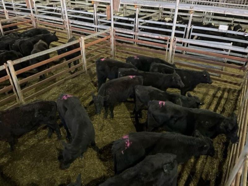 Pen 429/N - 6 Angus Grown Steers 360.80kg (Total weight: 2165kg ...