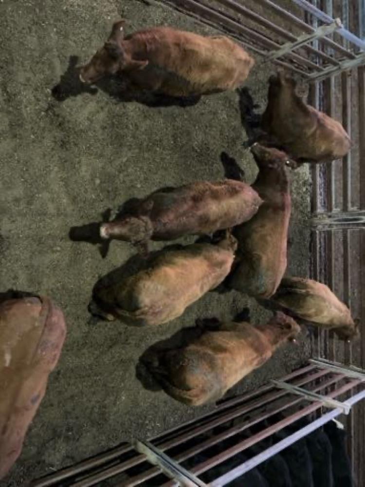 Pen 915/N - 8 Red Angus Grown Steers 532.50kg (Total weight: 4260kg ...