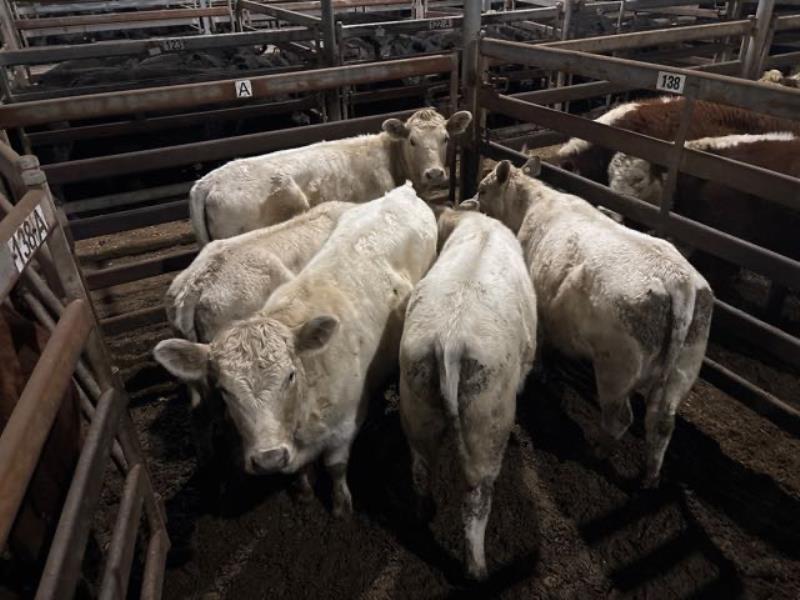 Pen 138A/N - 5 Murray Grey Heifer 294kg (Total weight: 1470kg ...