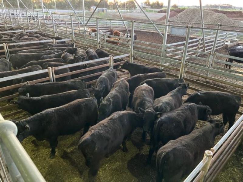 Pen 416/N - 14 Angus X Angus Grown Steers 492.50kg (Total weight ...