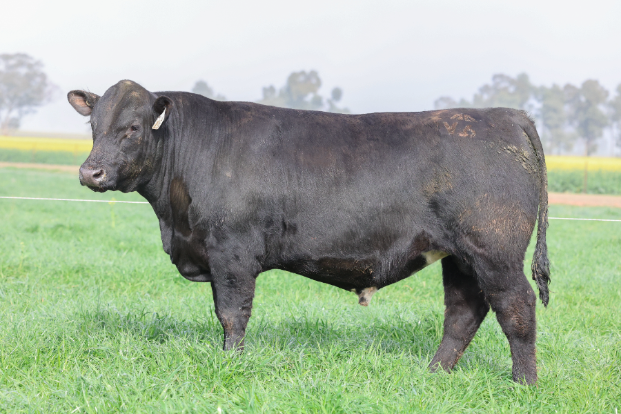 Lot 3 - AARDEN S48 SO RIGHT V6 | AuctionsPlus