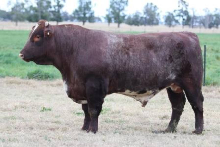 Lot 8 - WEEBOLLABOLLA UNDABRI U28 (H) (AI) (Roan) | AuctionsPlus