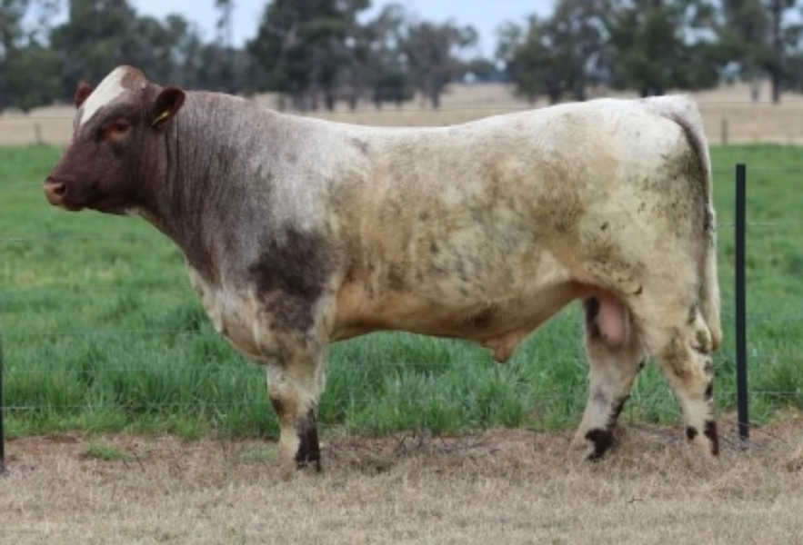 Lot 17 - WEEBOLLABOLLA UPSIDE U37 (S) (AI) (Roan) | AuctionsPlus