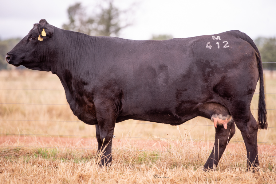 Lot 20 - 4 x Embryos - ST PAULS CC G430 PEAR M412 | AuctionsPlus