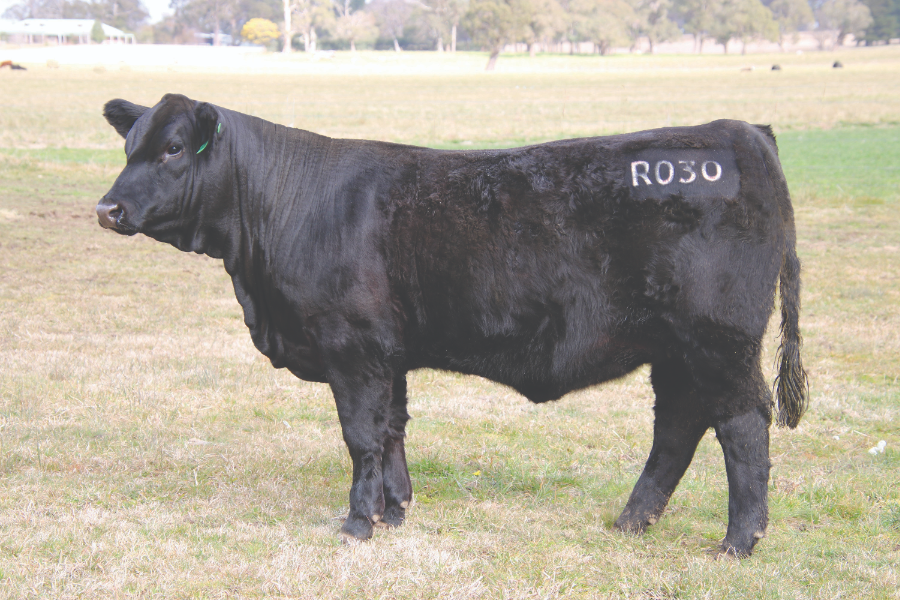 Lot 21 - 2 x Embryos - VC STRIKE R030 | AuctionsPlus