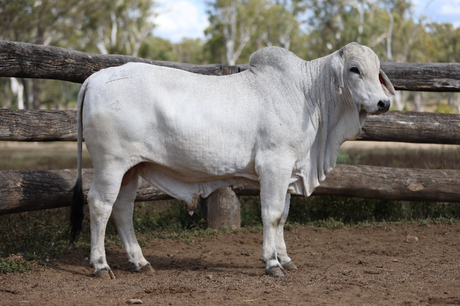 Lot 37 - RAGLAN HERD BULL | AuctionsPlus