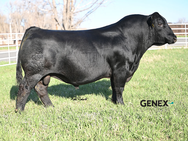 Lot 22 - 10 x semen straws - KBHR BOLD RULER H152 | AuctionsPlus