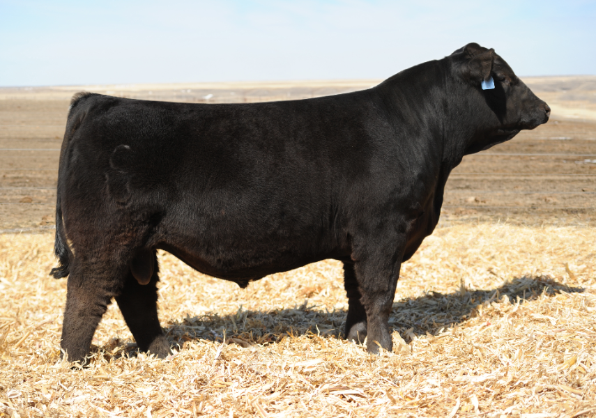Lot 24 - 2 x semen straws - CCR COWBOY CUT | AuctionsPlus