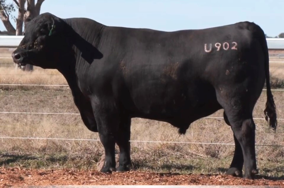 Lot 10 - BARKERS CREEK U BOBBY DAZZLER U902 | AuctionsPlus