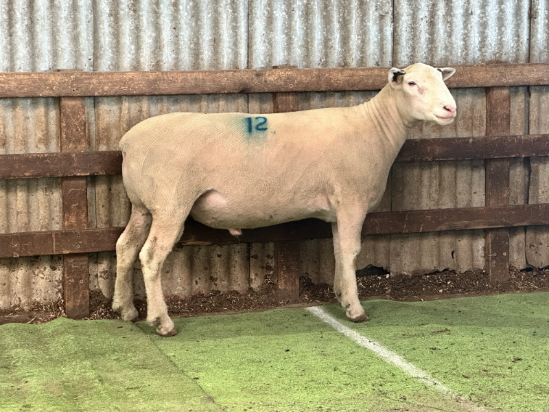 Lot 12 - Valma 240359 | AuctionsPlus